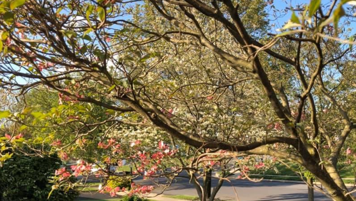 Fundraiser for Heather DeGrange by Dawn Spurlin : Help the DeGrange ...