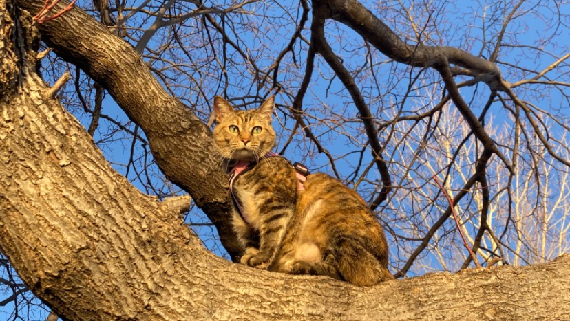 Fundraiser by Xiaoling He : Poor Grad Student with Huge Medical Bill