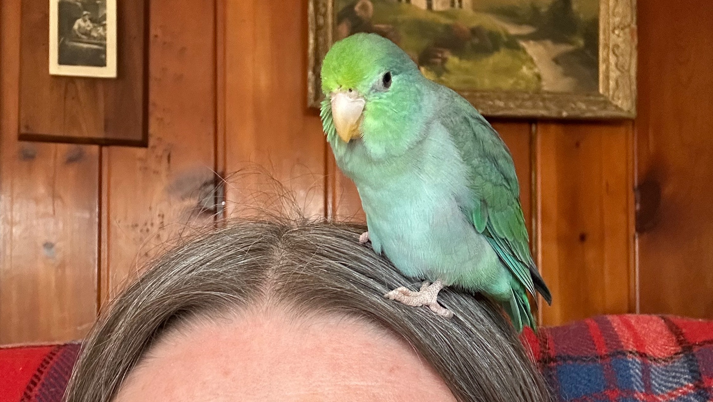 Fundraiser by HELENA YOUNG : Bring Dolly Home: Helena Needs Your Help