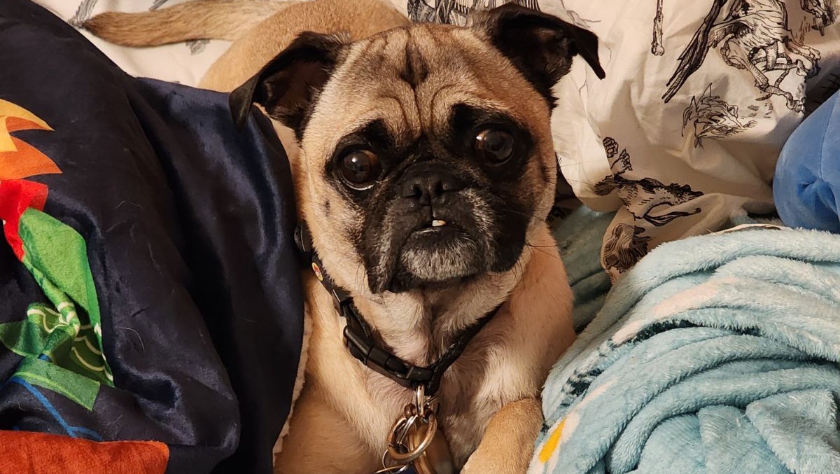 Fundraiser by Jackie King : Help Watson Fight Heart Failure