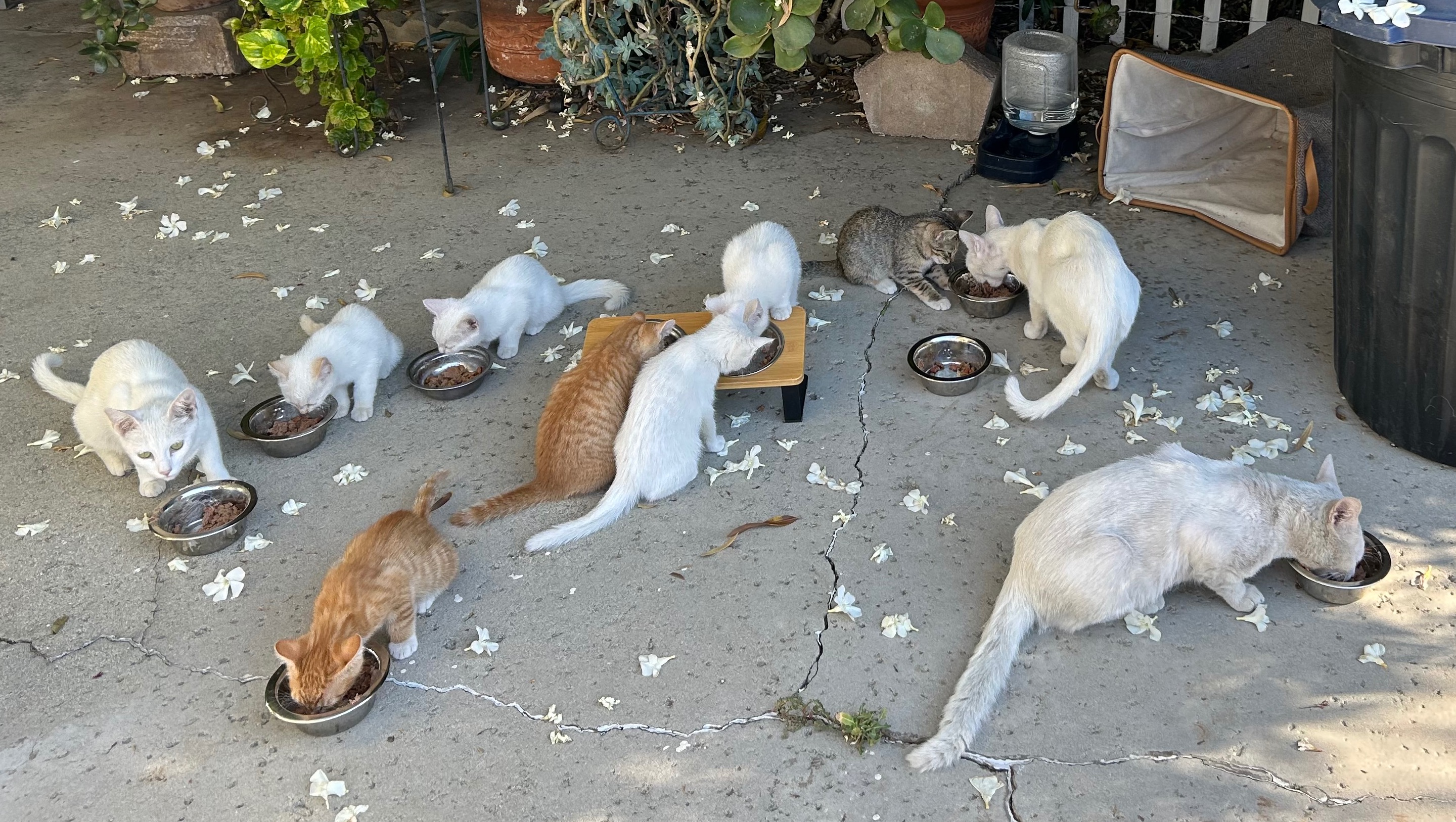 Fundraiser by Isabella Rios : Help fund TNR surgery for my community cats!