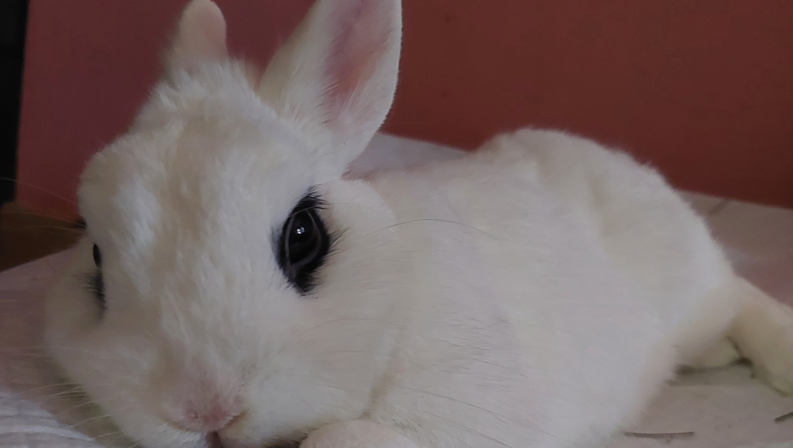 Fundraiser by Gabrielle Salazar : Donate to Cover Habibi's Medical Bills