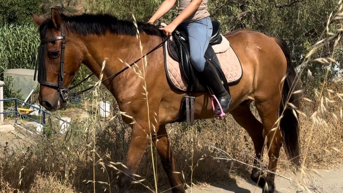 Fundraiser by Apple Tree Stables : Transport for two horses from Spain