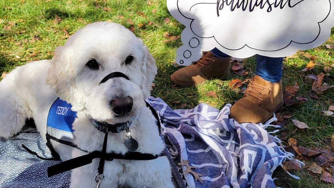 Fundraiser by Allison Traub : Help Teddy the Therapy Dog Fight Cancer