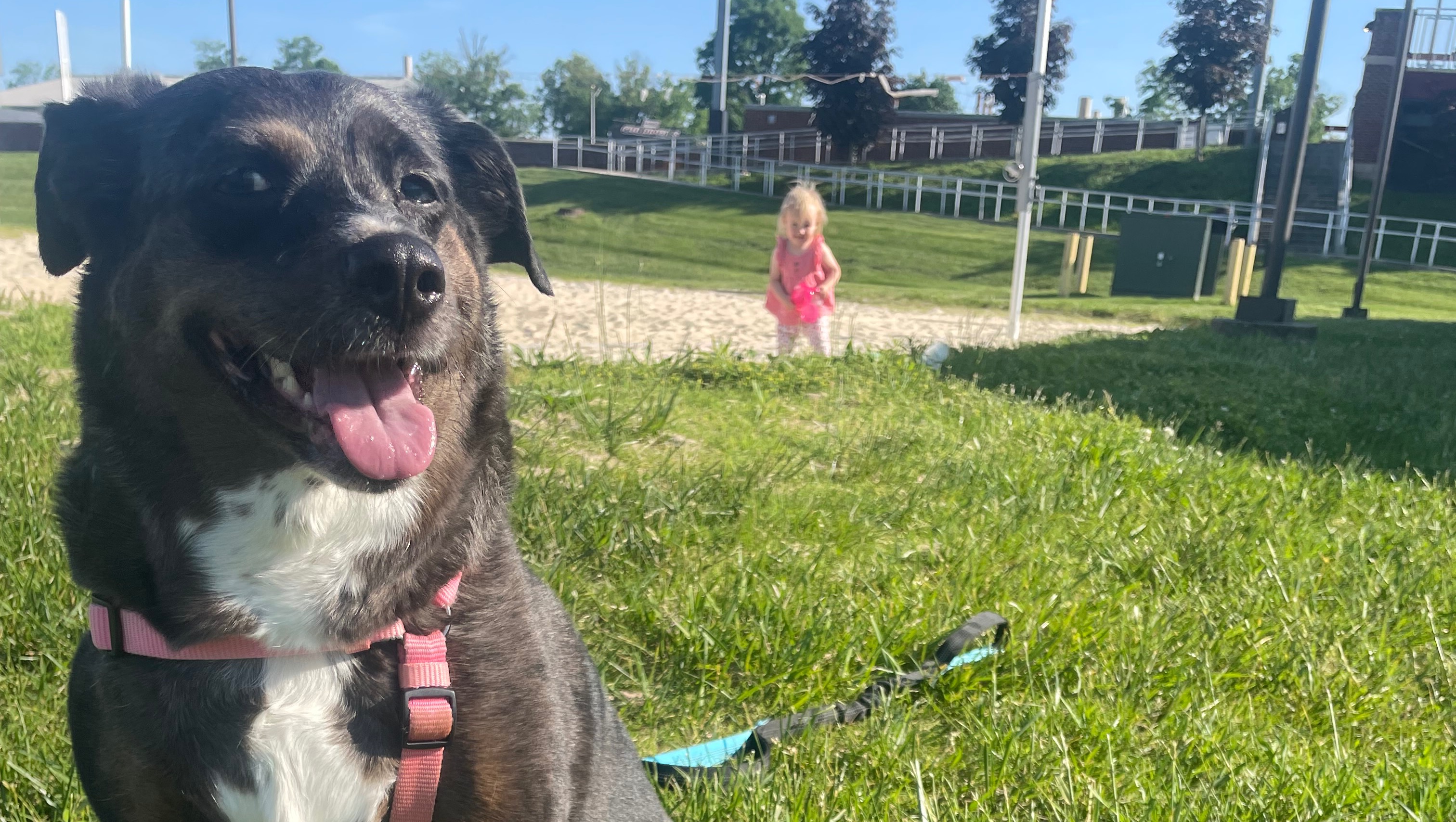 Fundraiser by Casey Sorell : Save Ellie: Support Her Crucial Surgery