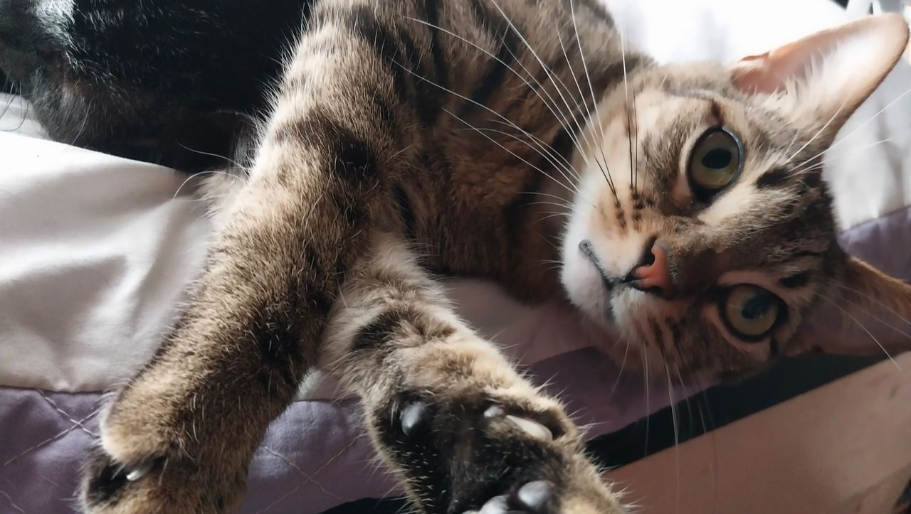 Fundraiser by Yvette Alonzo : Help Cookie Lynn Overcome Cancer