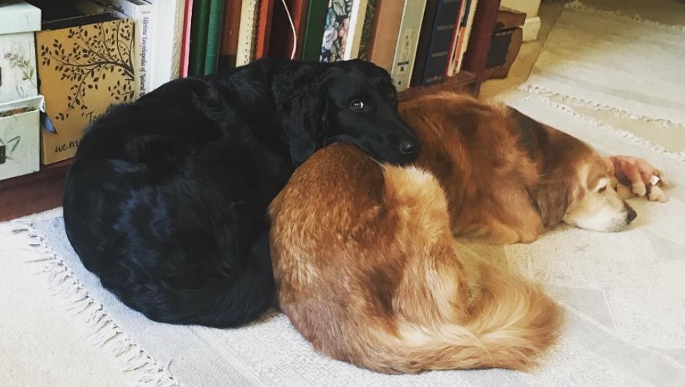 Fundraiser by Katie Walker : Urgent Care for Heidi: Denise Walker's ...