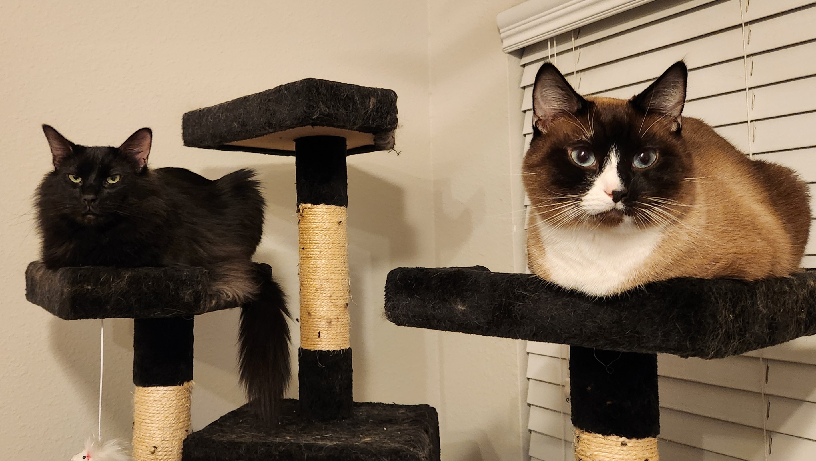 Fundraiser by Nicholas Kenney : Emma's New Beginning: Your Help Needed