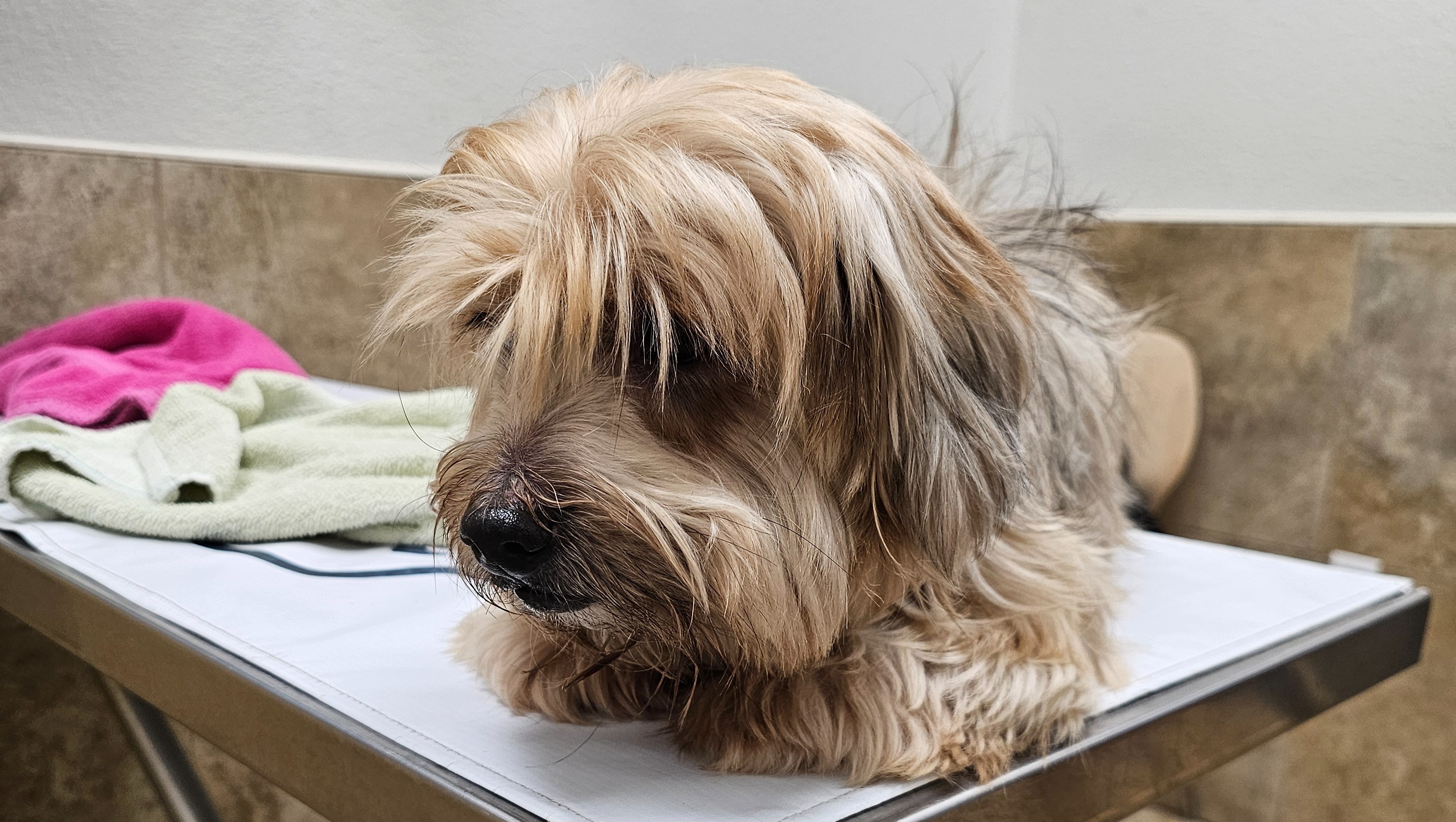 Fundraiser by Kelly Shank : Support Cody's Fight Against Parvo