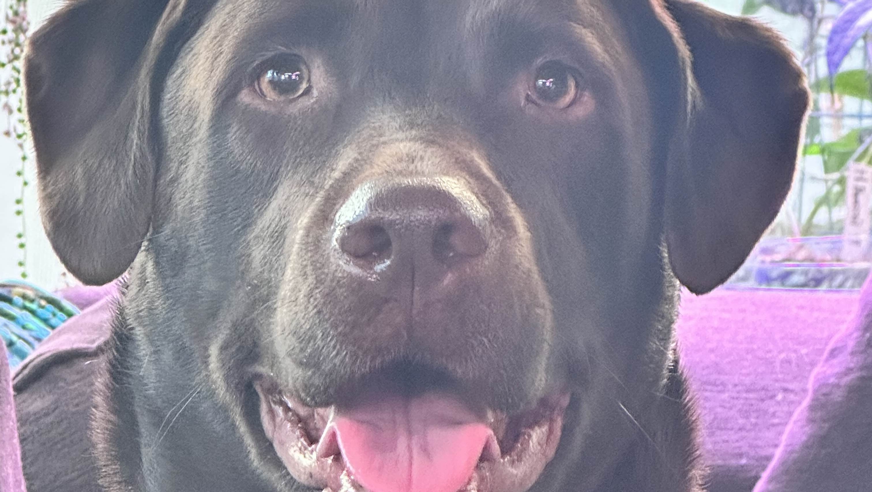 Fundraiser by Alex Allan : Donate to Mira's Swift Recovery Journey