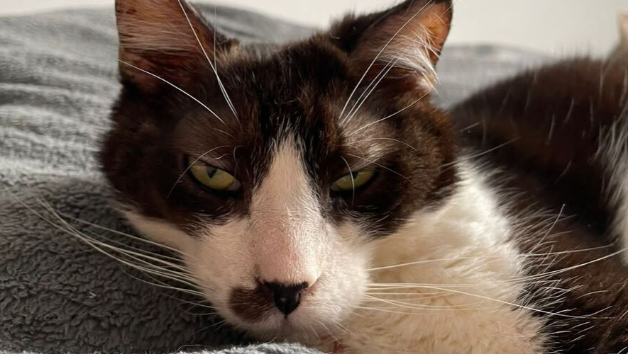 Fundraiser by Melanie Benz : Ehemaliger Streuner Charlie braucht Hilfe