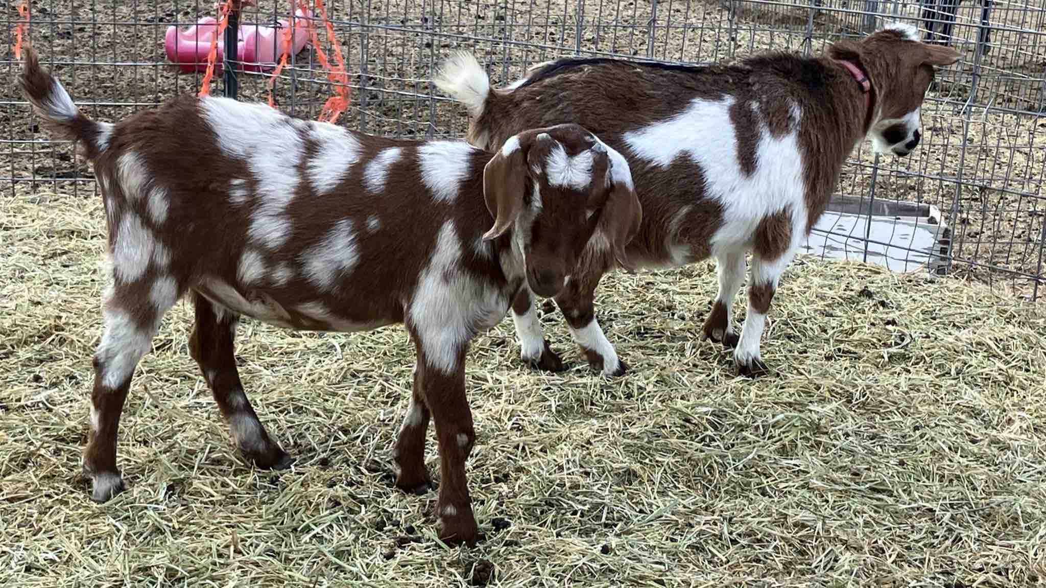 Fundraiser by Stephanie Seaholm : One Eyed Goat and Friend