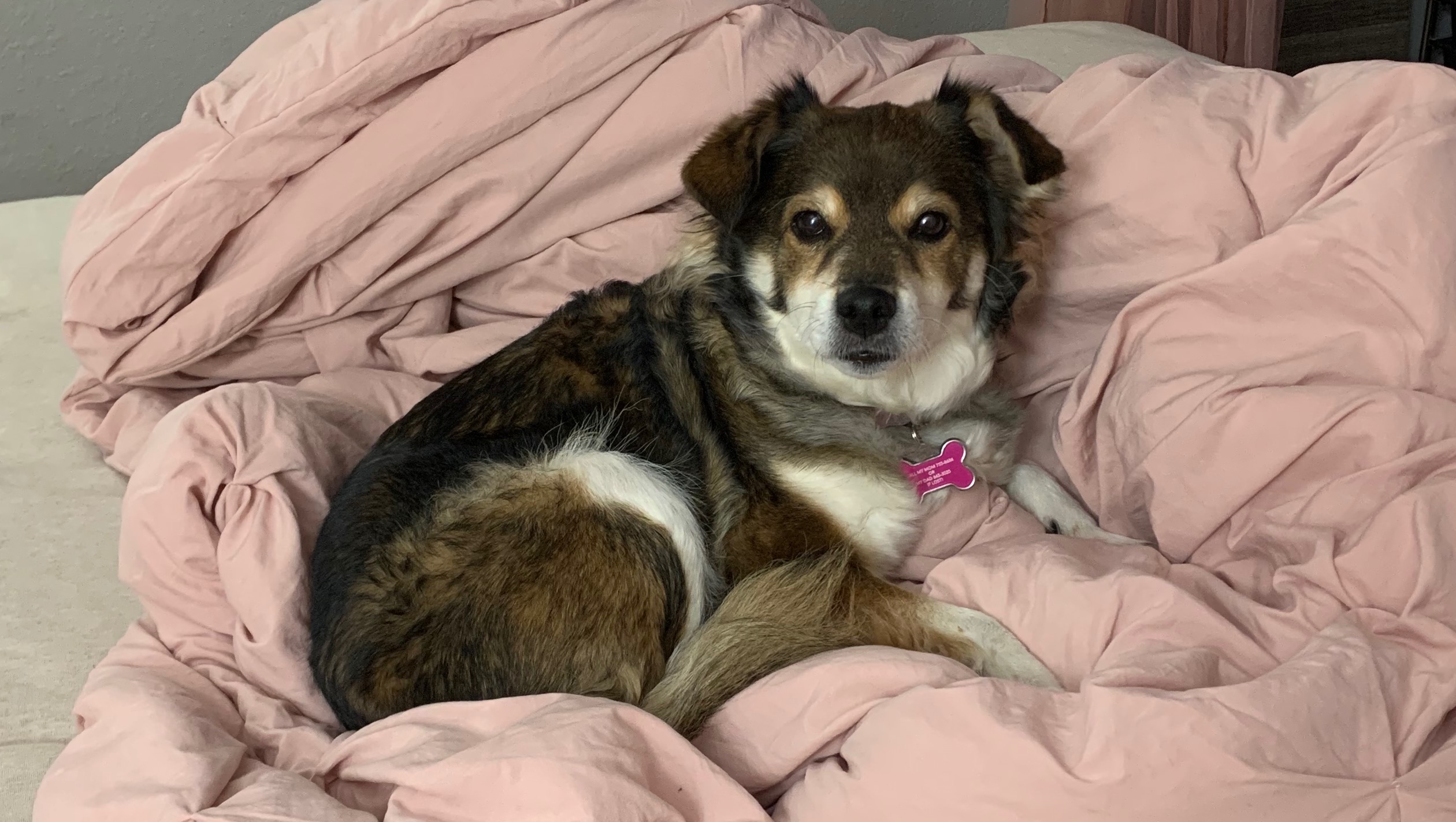 Fundraiser by Haylee Nelson : Help Save Bella: Surgery for Our Puppy