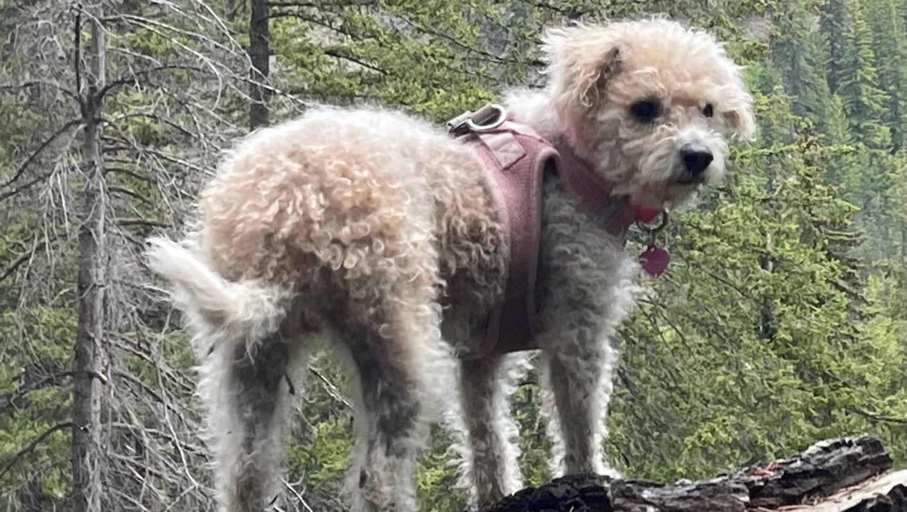 Fundraiser by Kyle Jolly : Help JP Patches the Pup Fight for Her Life