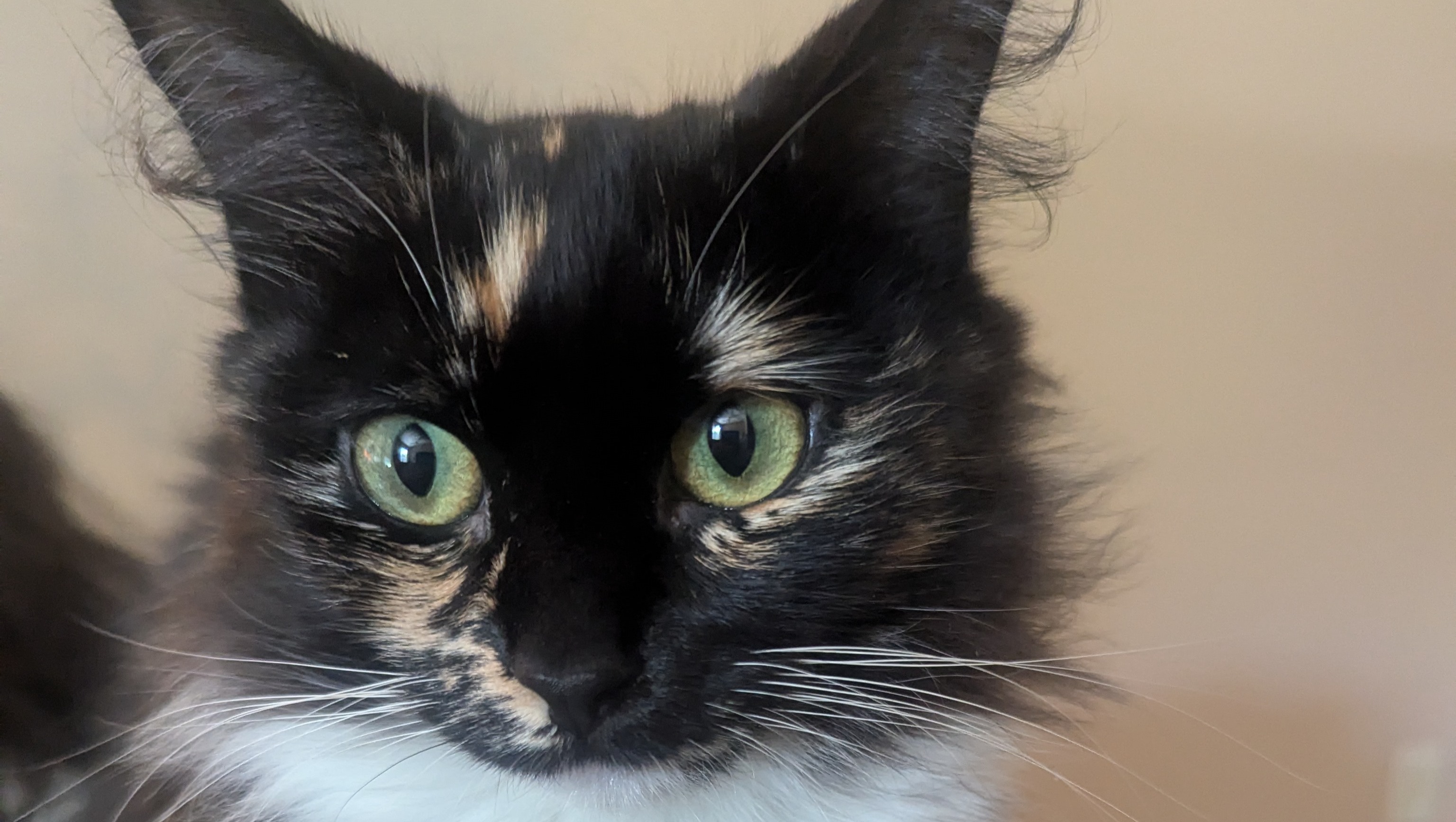 Fundraiser by Tony Saechao : PLEASE Help To Get Aggressive Cat Fixed