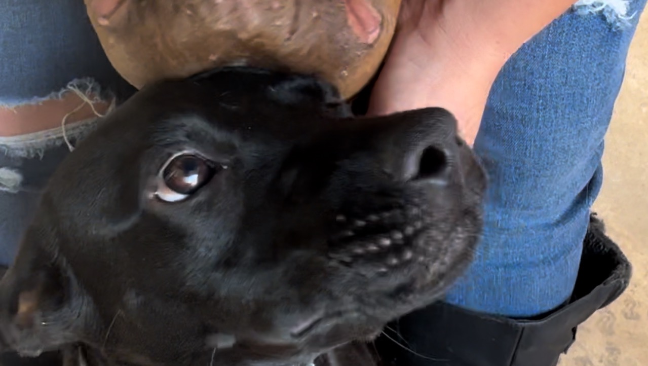 Fundraiser by Brook E : Providing a proper pen for Foster Dogs.