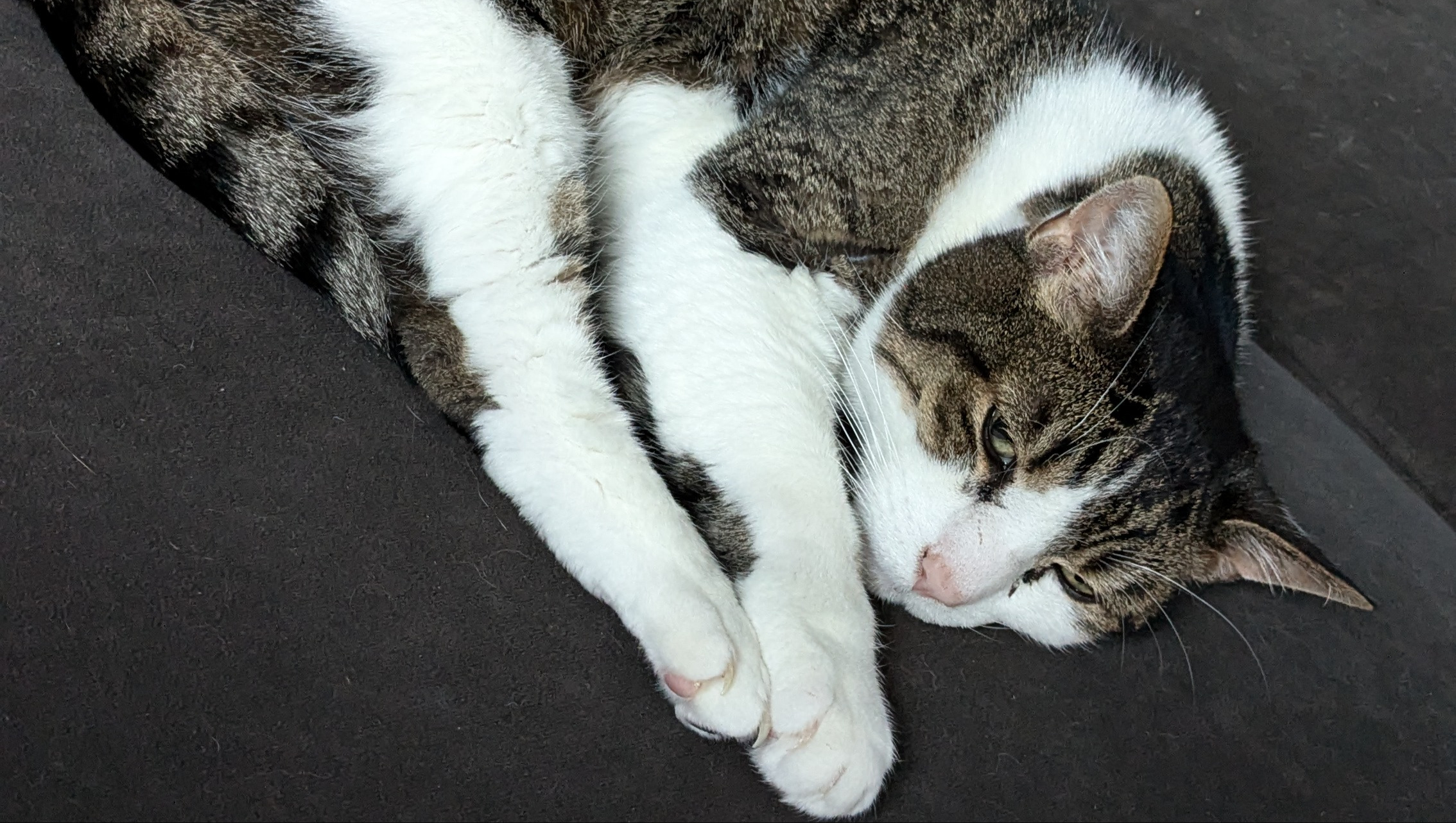 Fundraiser by Michael Abheyden : Operation für Kater Max