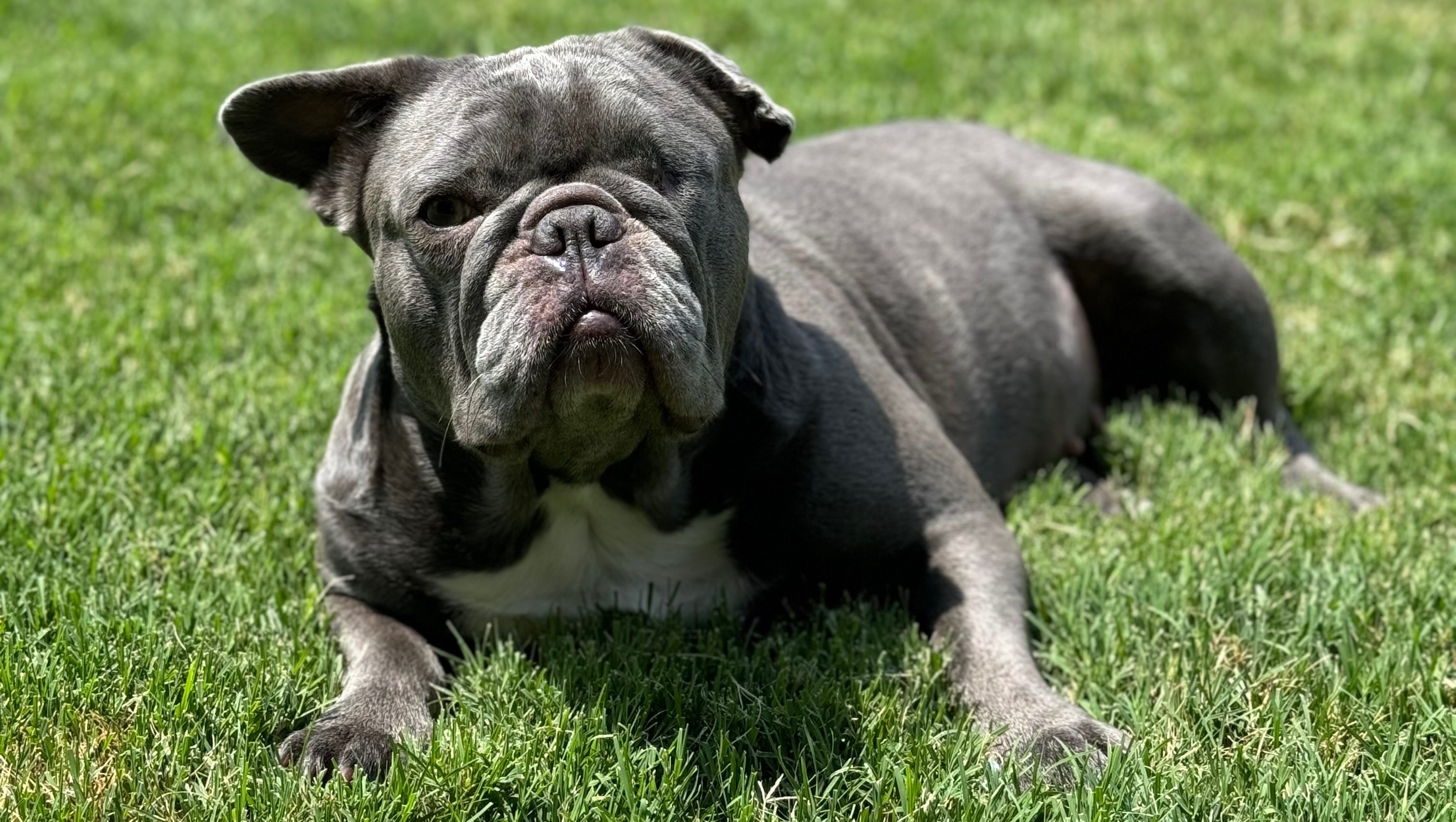 Fundraiser by Emylee Simpson : Let’s Feed DFW French Bulldog Rescue