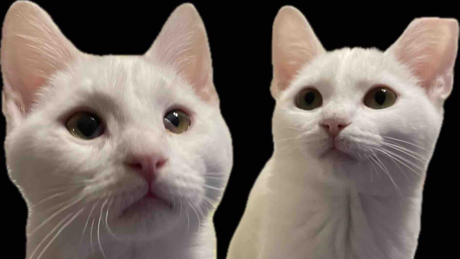 Fundraiser by Erin Smith : Help Rad Cat Meet their Goals