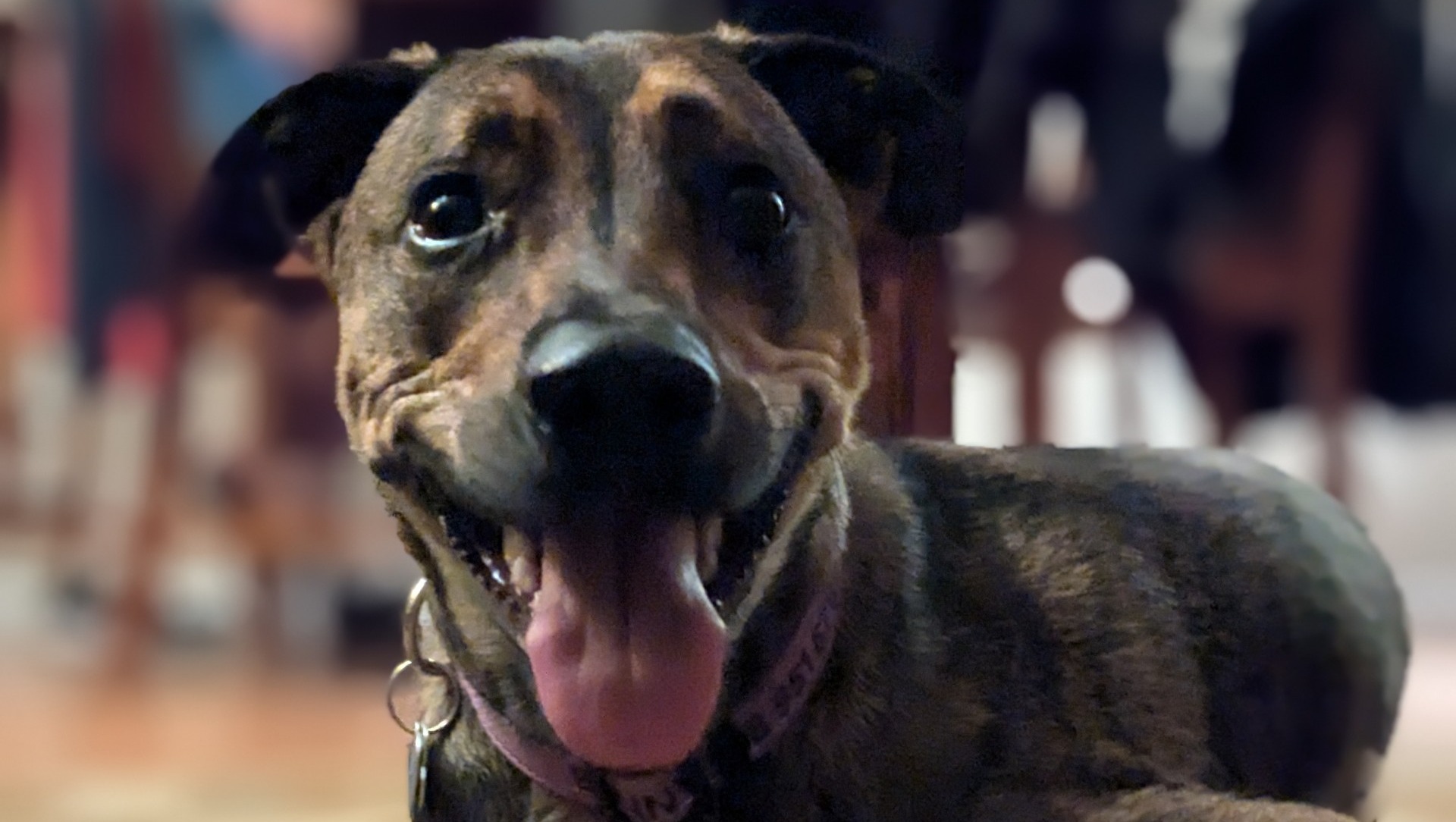 Fundraiser by Jeffrey Nye : Save Benny's Leg: Support His Surgery