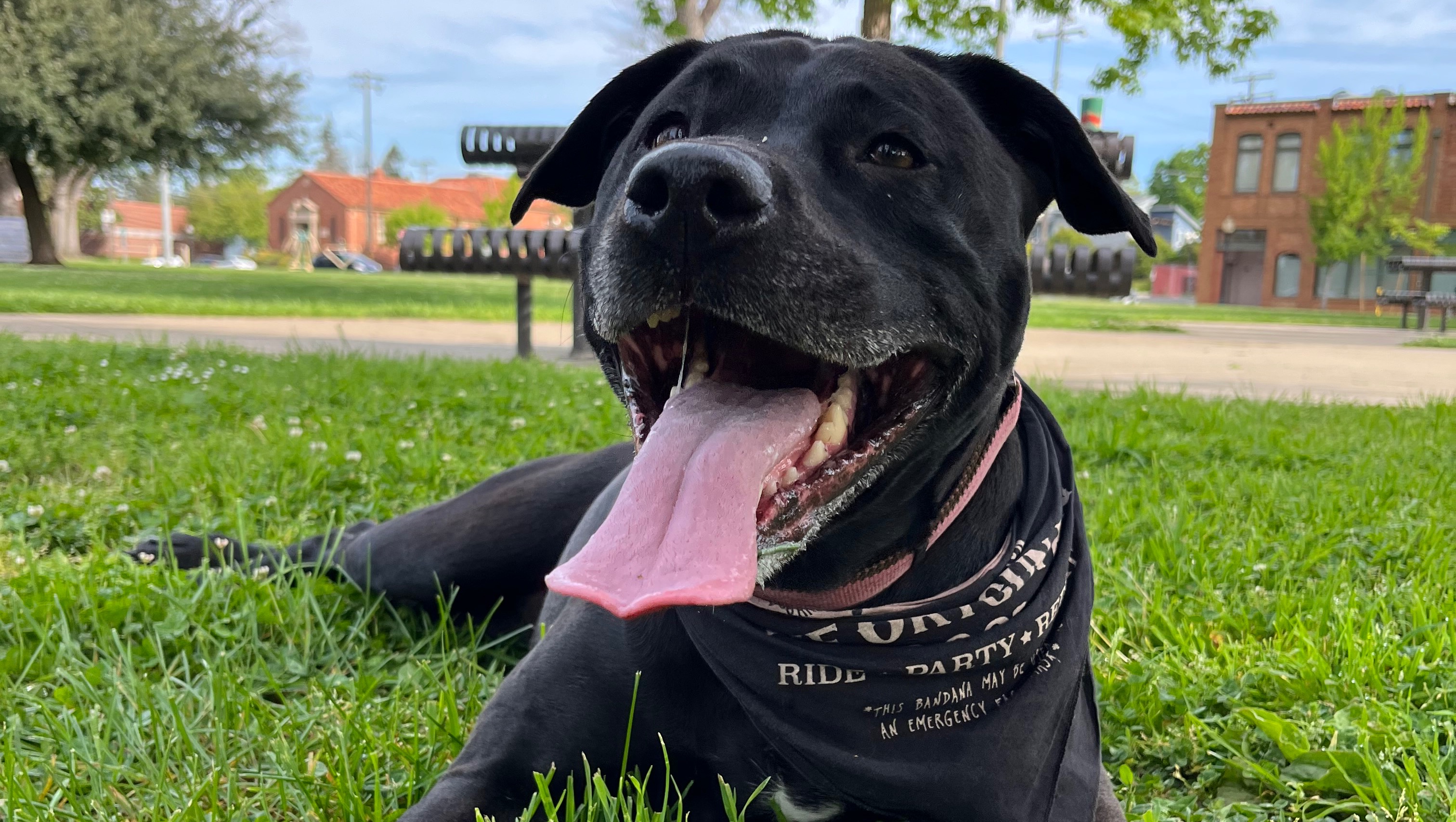 Fundraiser by Sabrina Little : Donate to Help Save Rue's Knees and Heart