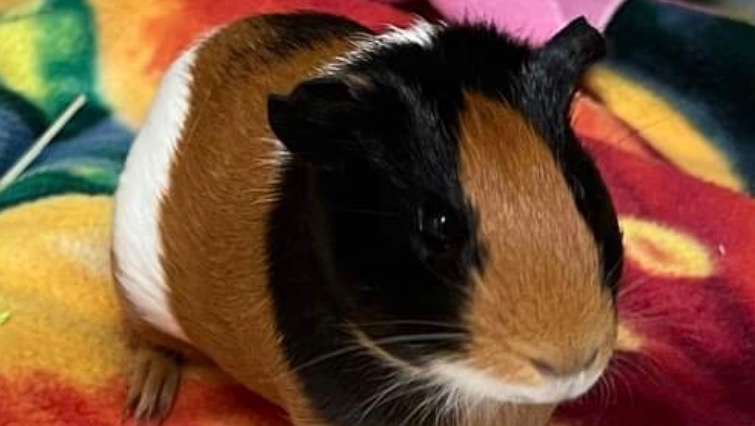 Fundraiser by Jessica Meacham : Help the Buffalo Guinea Pig Mafia!