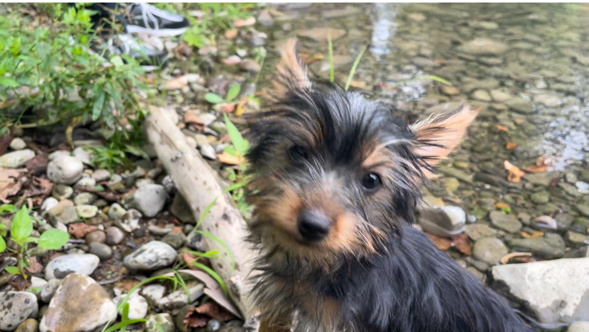 Fundraiser by Erin Lynn : Support Rambo's Journey to a Pain-Free Life