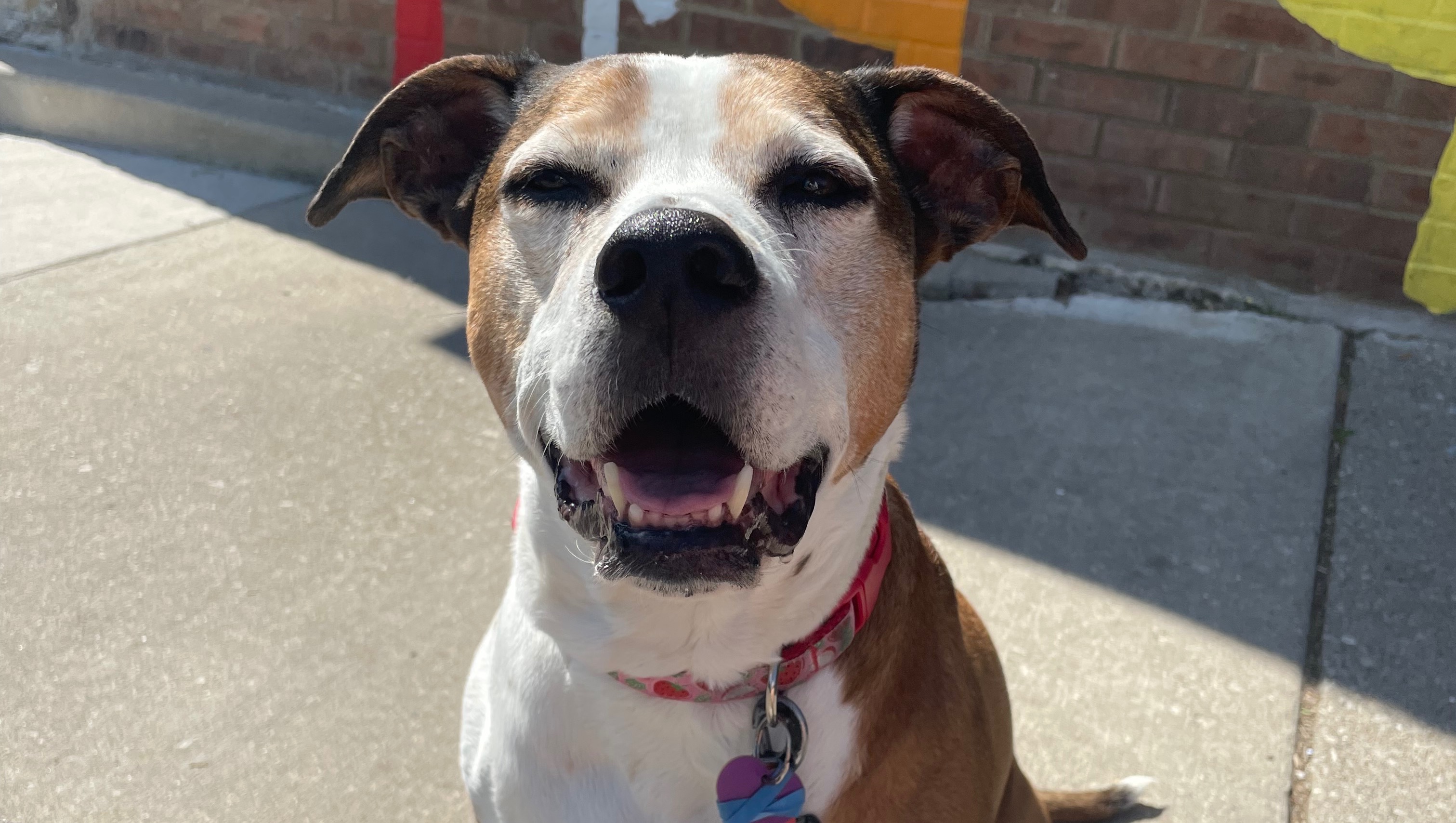 Fundraiser by Emily Duffy : Help Letty Fight IMHA: Emergency Vet Care