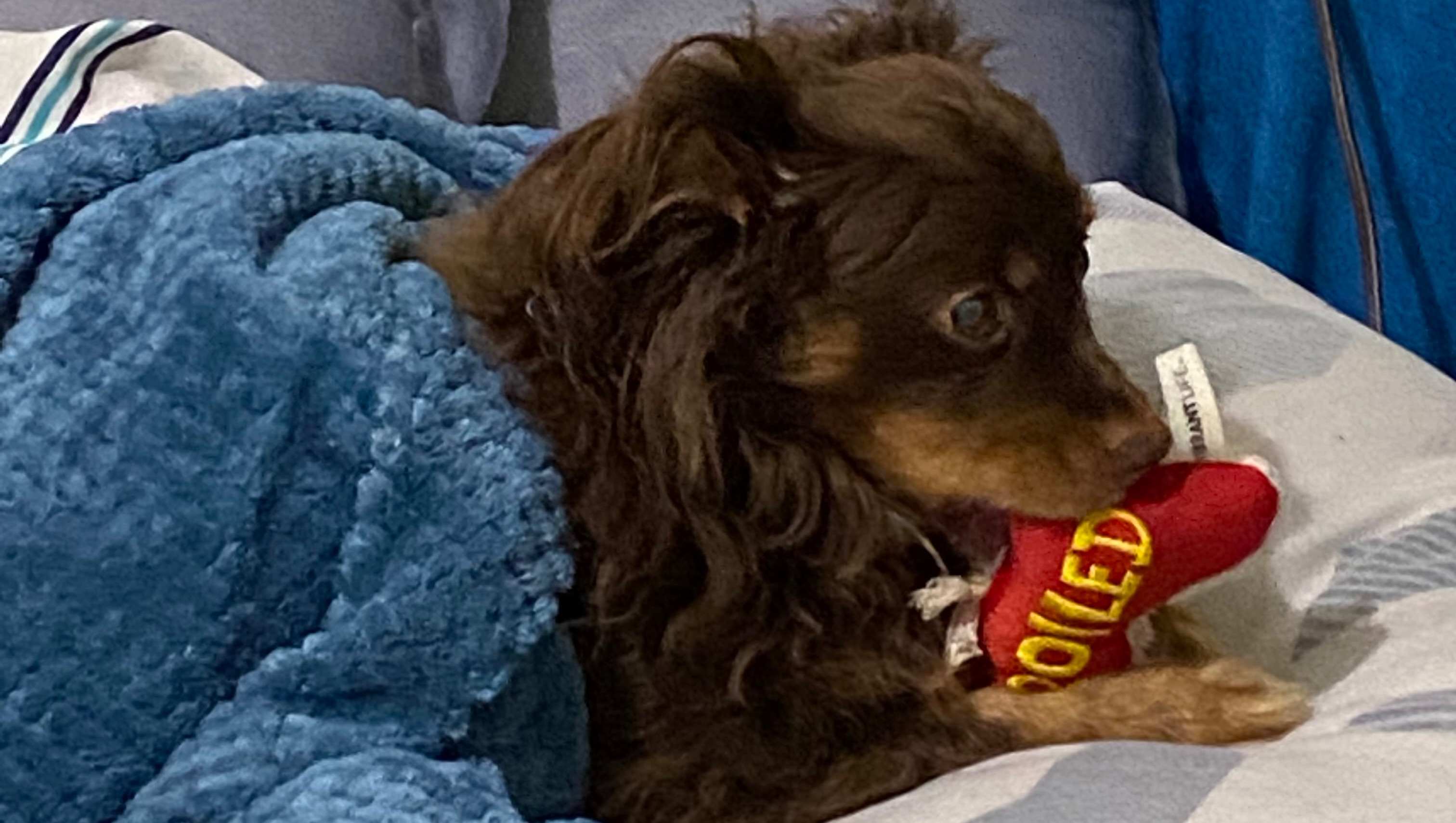 Fundraiser by Miguel Albarran Fernandez : Support Cookie's Kidney Treatment