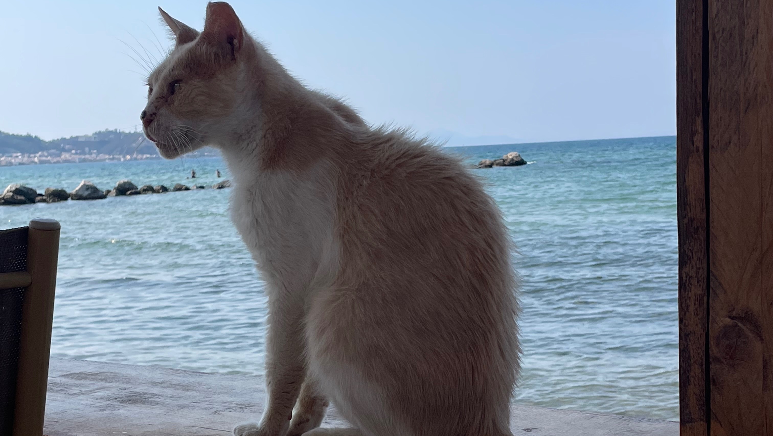 Fundraiser by Donna Arnott : Damien the Argassi Cat fund