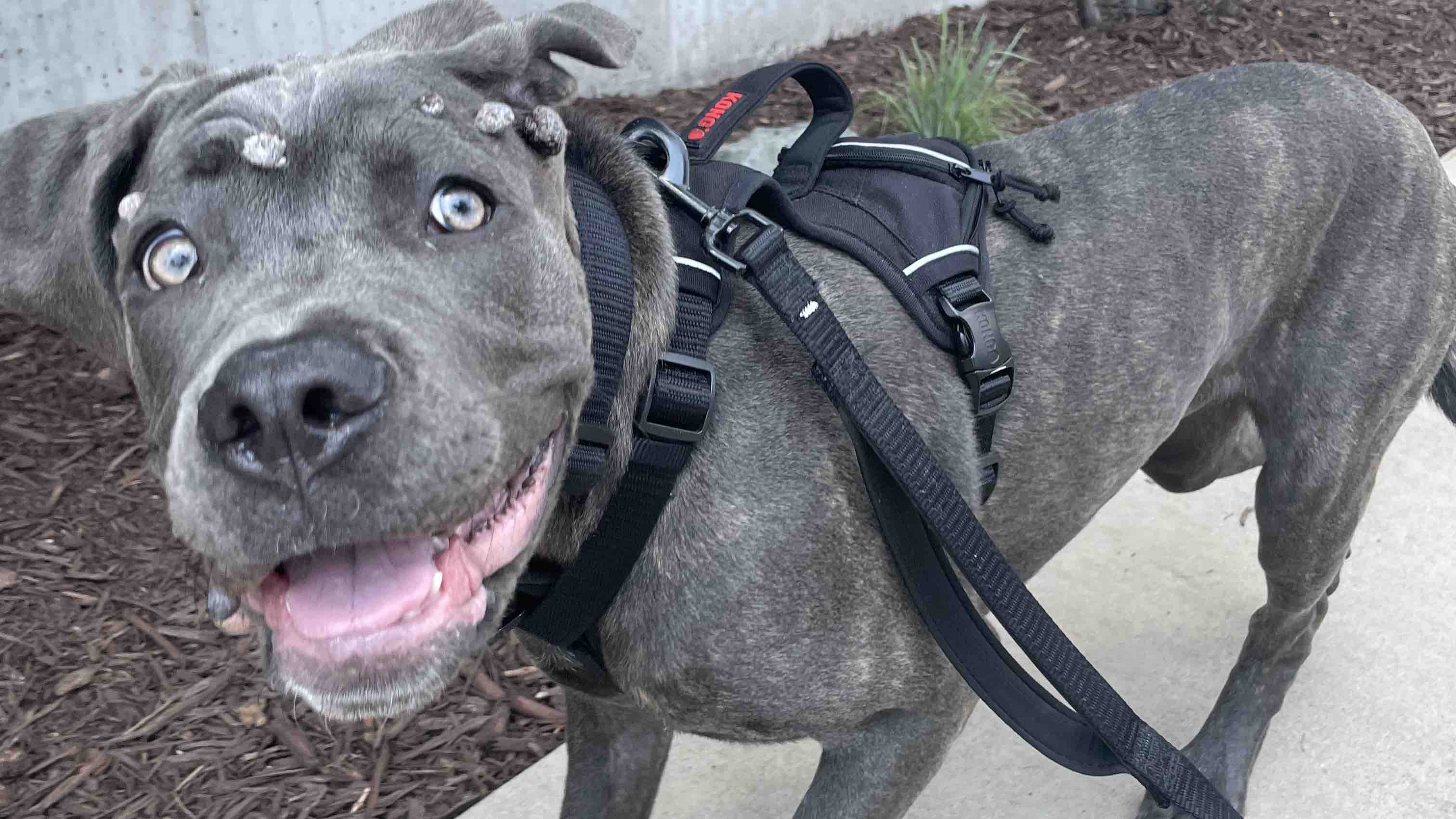 Fundraiser by Kate Scott : Fight For Koda