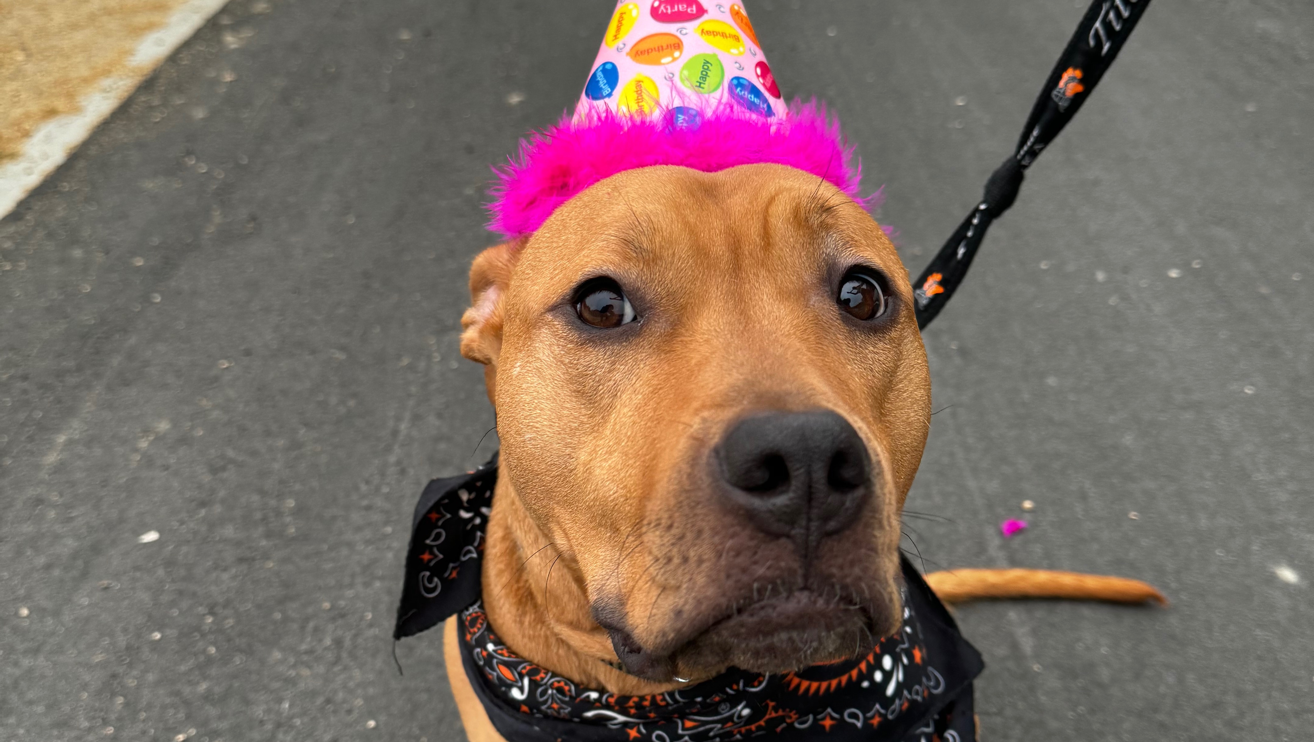 Fundraiser for Alexis Baldizan by Mason Atkins : Bring Korra Home ...