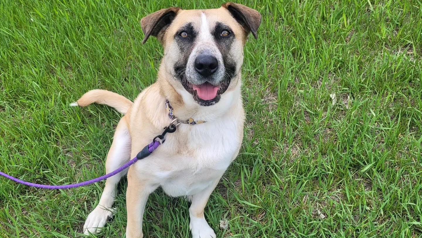 Fundraiser by Devon Frey : Aspen’s Knee Surgery