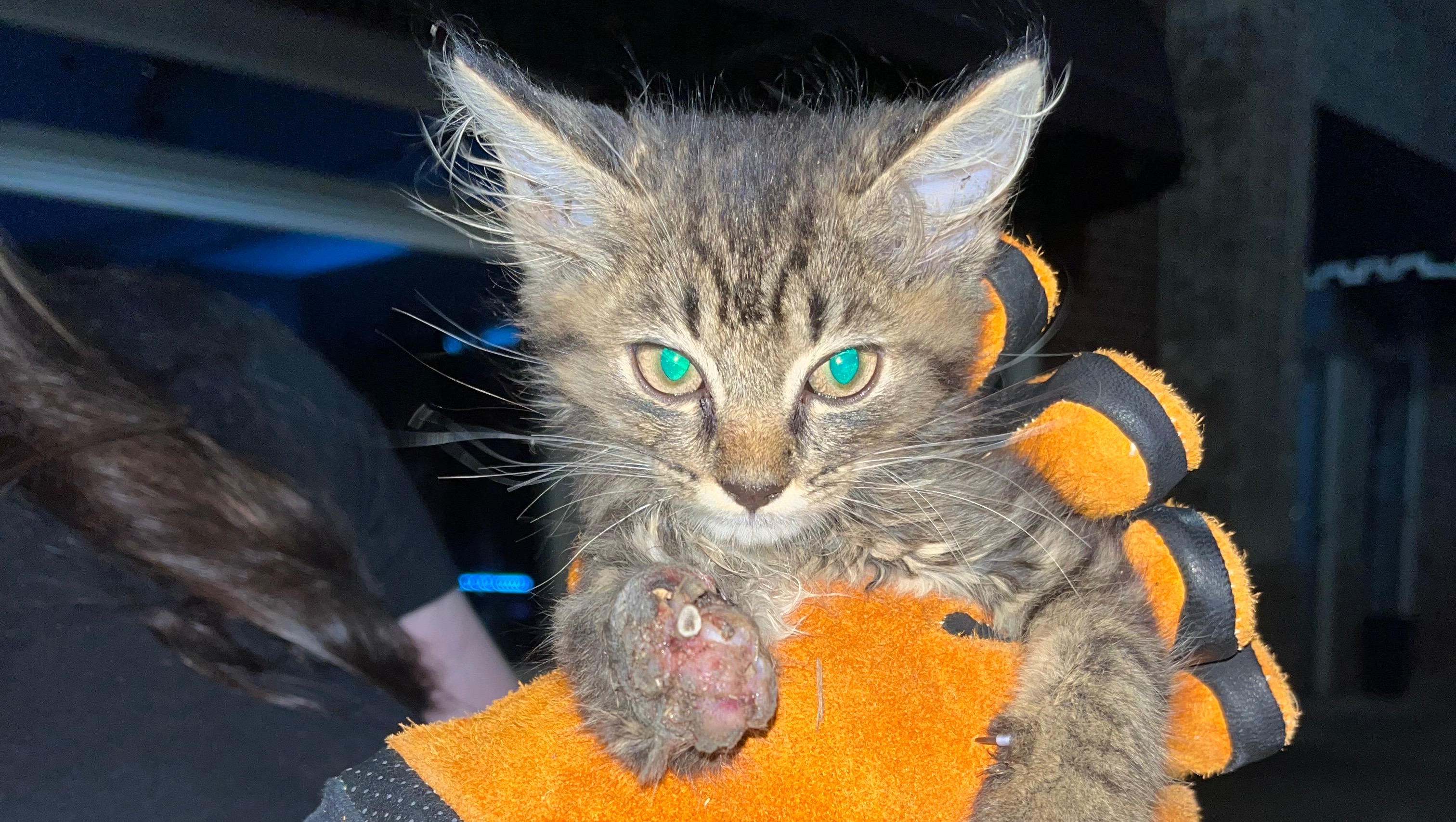 Fundraiser by Alexandra Robinson : Emergency Care for Stray Kitten's ...