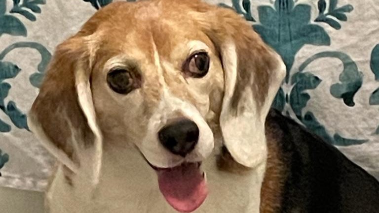 Fundraiser by Stephen Trecaso : Help Diego a Retired Research Beagle ...
