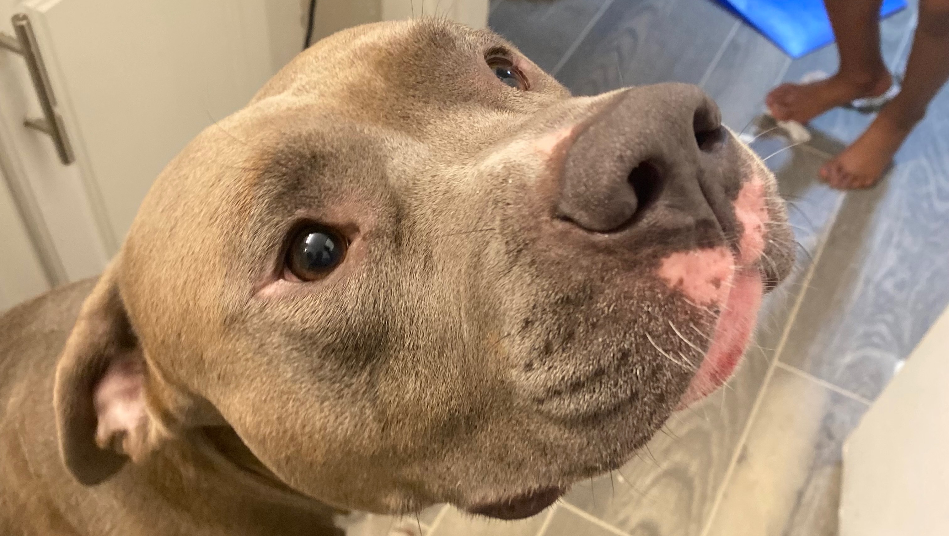 Fundraiser by Patrice Meeks : Help Reunite Ace with His Owner