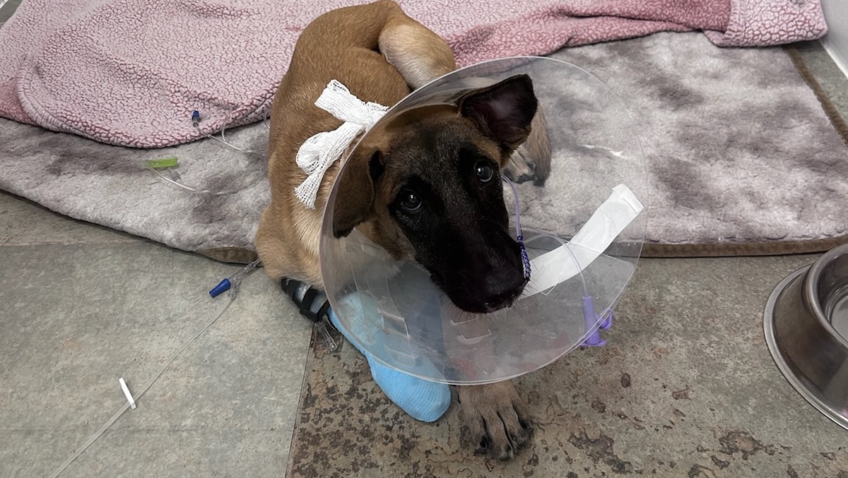 Fundraiser by Sabrina Sandifer : Donate to Save Hiro: A Pup's Fight for ...