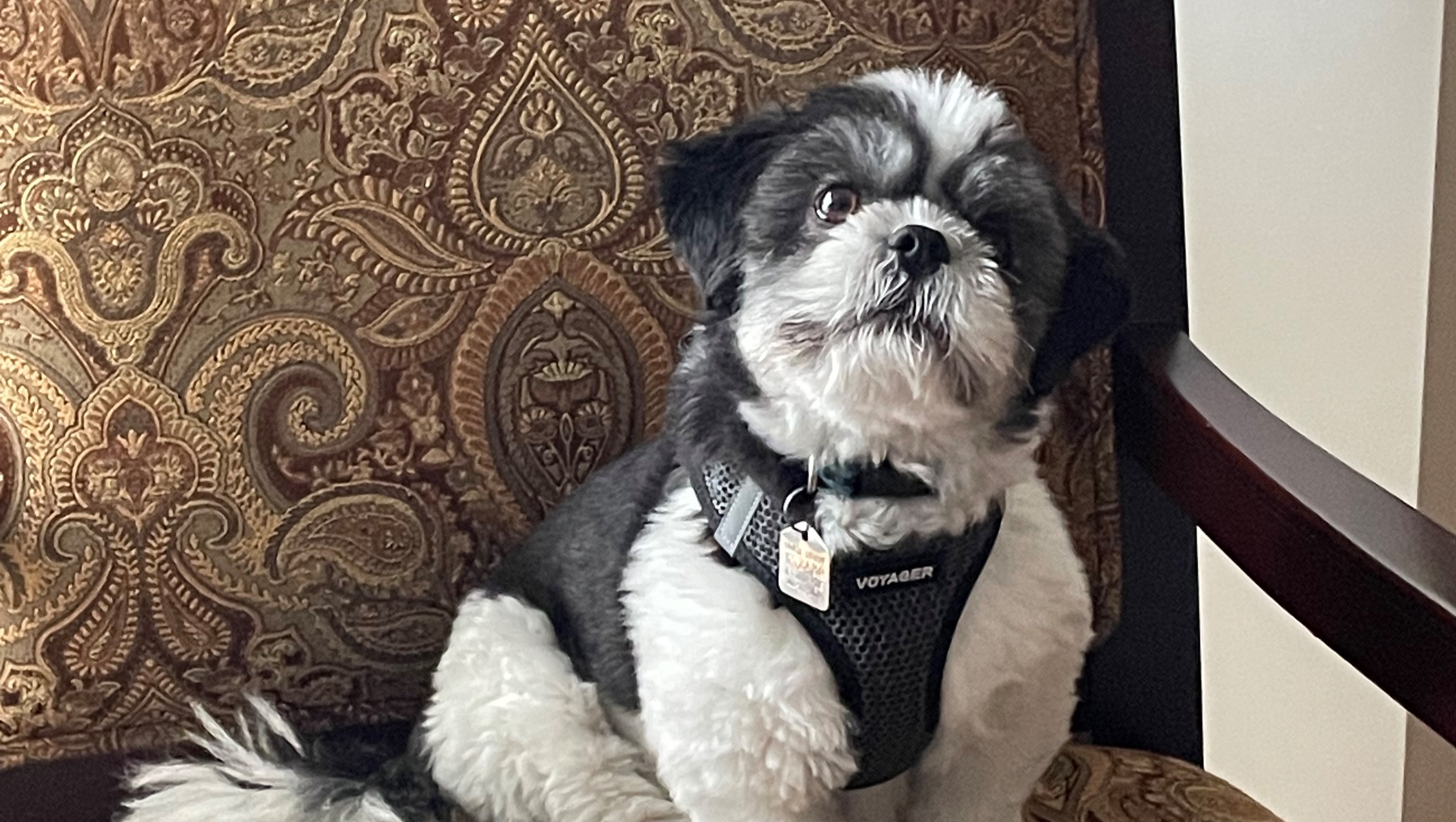 Fundraiser for Palavi Kumar by Arti Singh : Help Save Baxter