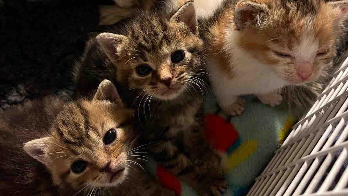 Fundraiser by Lily Locke : Collection for Tysoe Cat Crisis