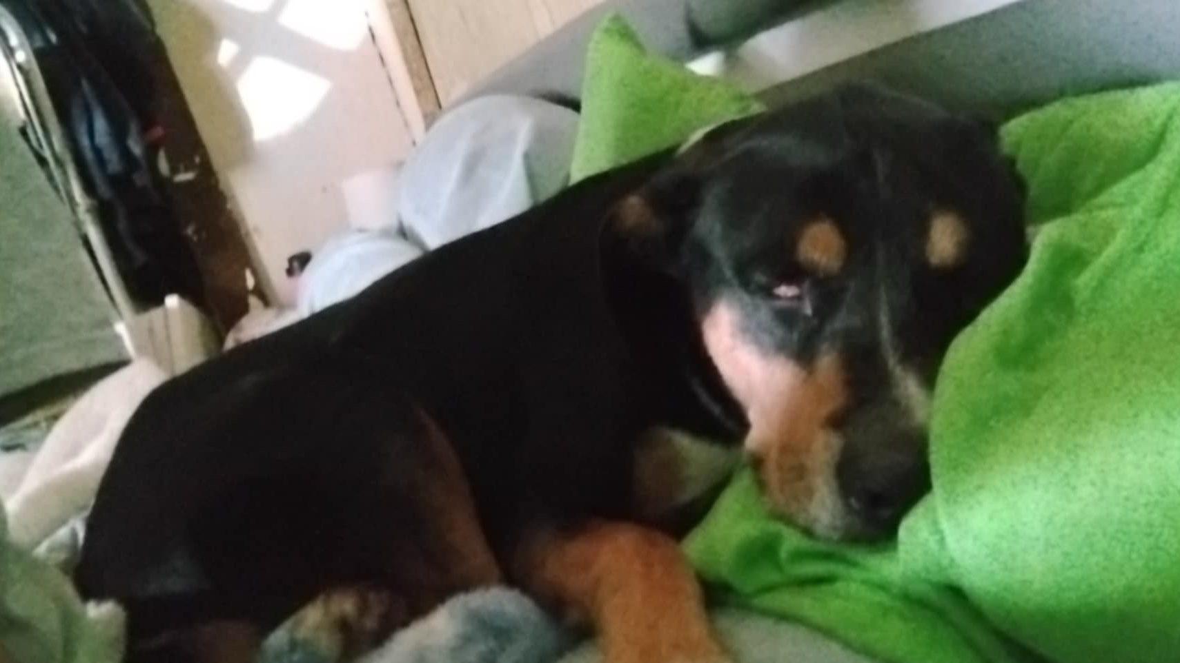 Fundraiser by Mary Edinger : Help Abused Maverick