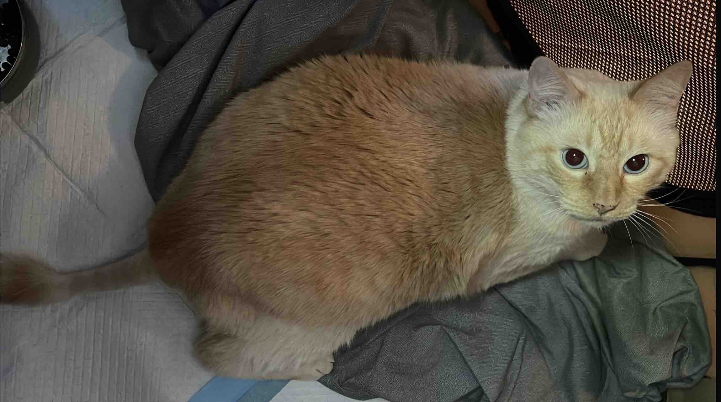 Fundraiser by Alyssa Larson : Support Pillsbury's Tail Amputation Surgery