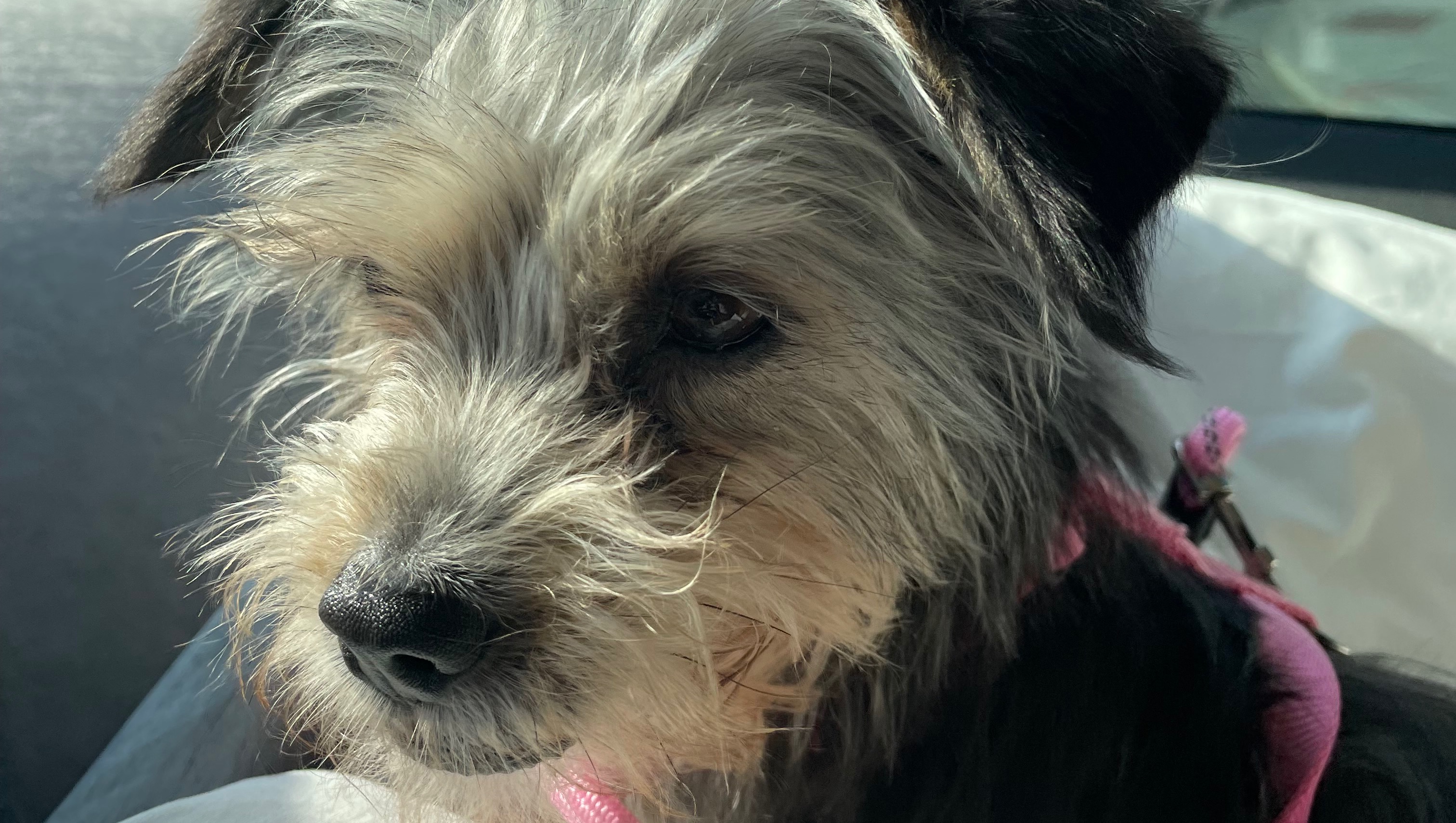 Fundraiser by Donna Dunham : Support RUFF Rescue's Senior Dog Care