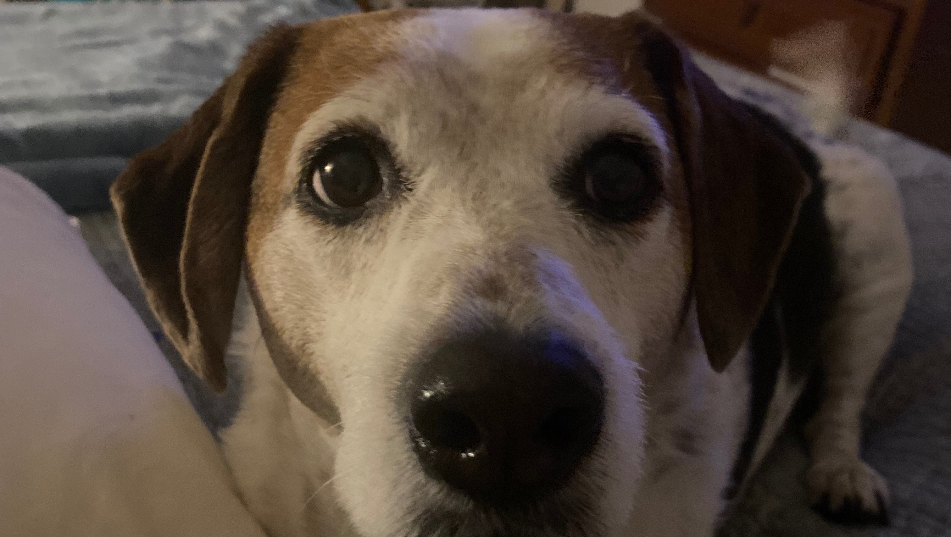 Fundraiser by Lilith Osburn-Cole : Help Segundo Walk Again: Urgent ...