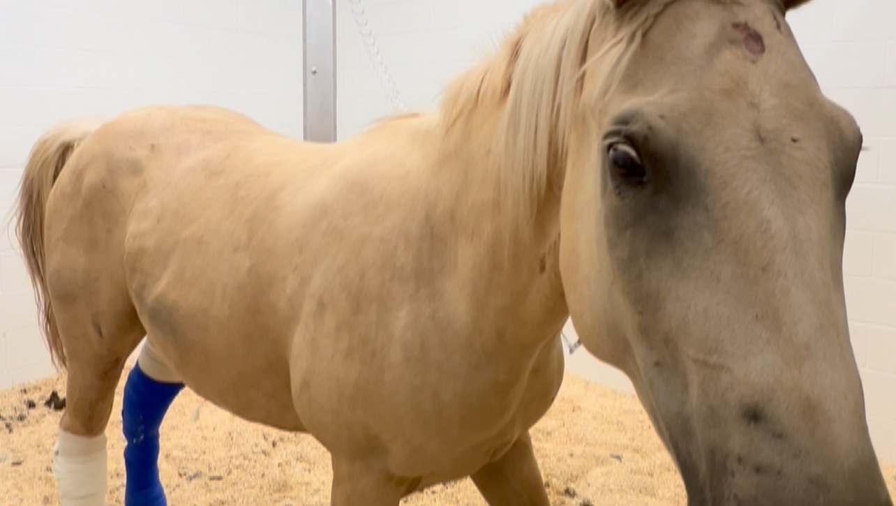 Fundraiser by Joshua Ciardullo : Help injured horses