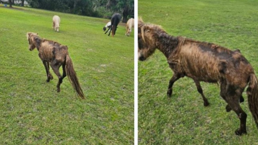 Fundraiser by Stephanie Madill : To help me Save and Care for Neglected ...