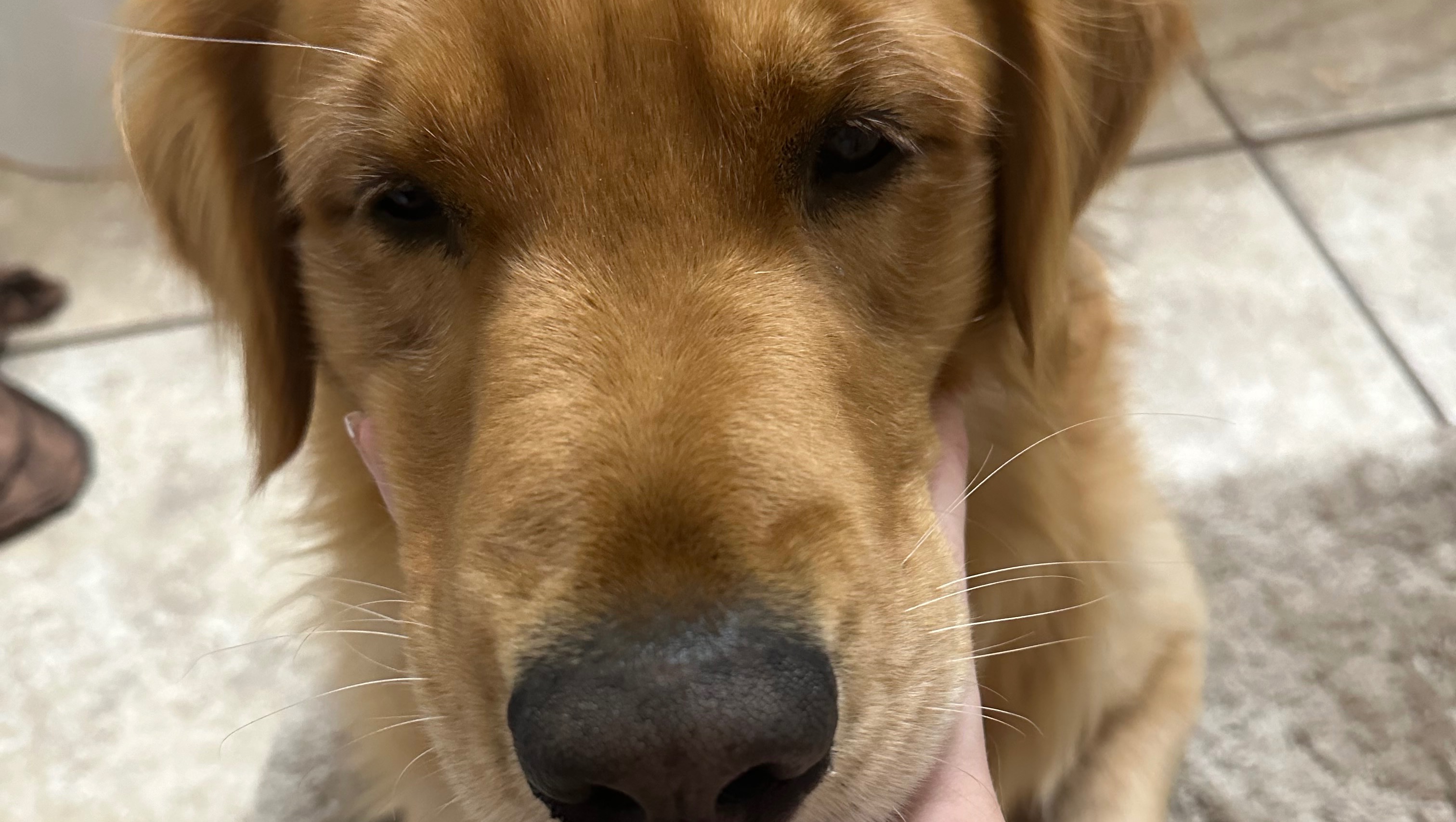 Fundraiser by Debra Fortes : Support Cooper's Fight Against Leptospirosis