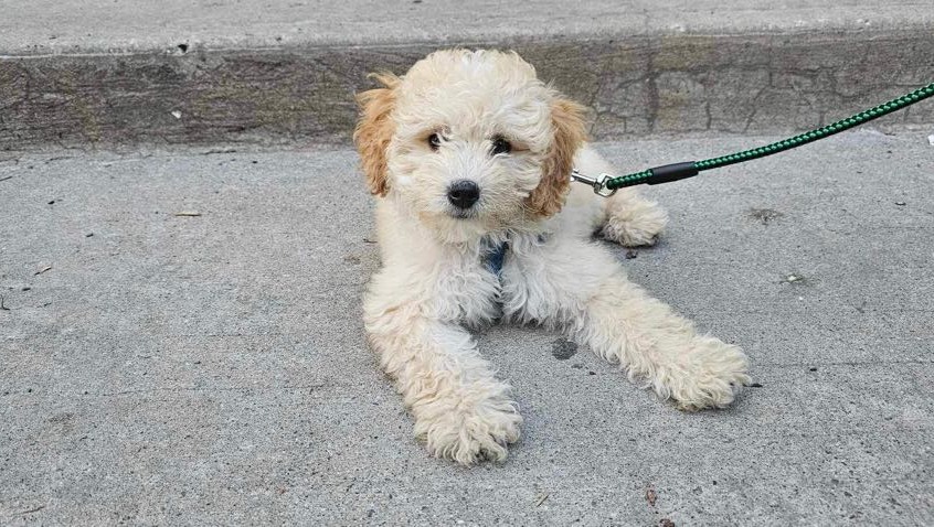 Fundraiser by Pamela Memmott : Support Teddy's Miraculous Return