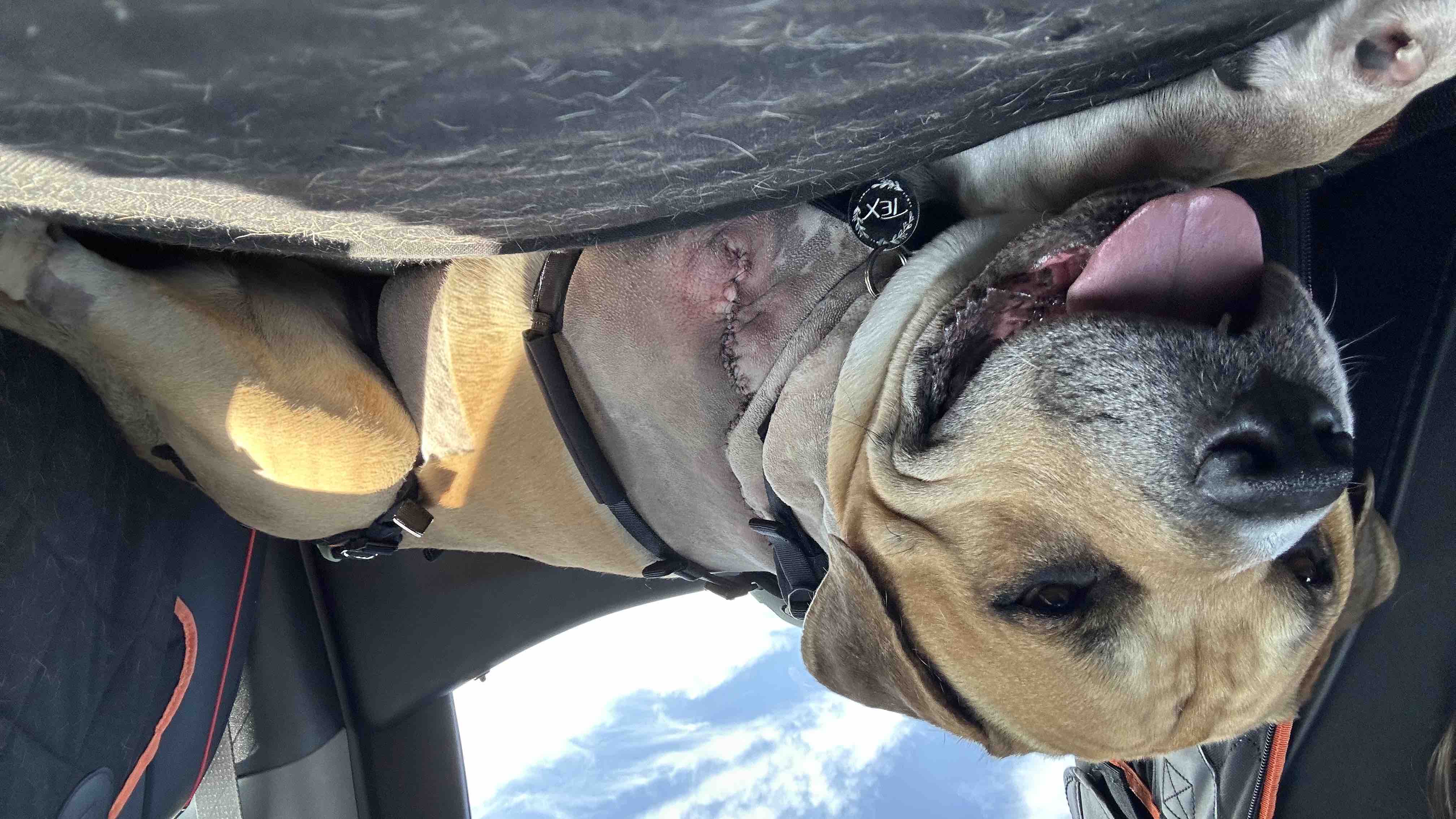 Fundraiser by Amanda Sarmir : Help Tex Overcome Bone Cancer