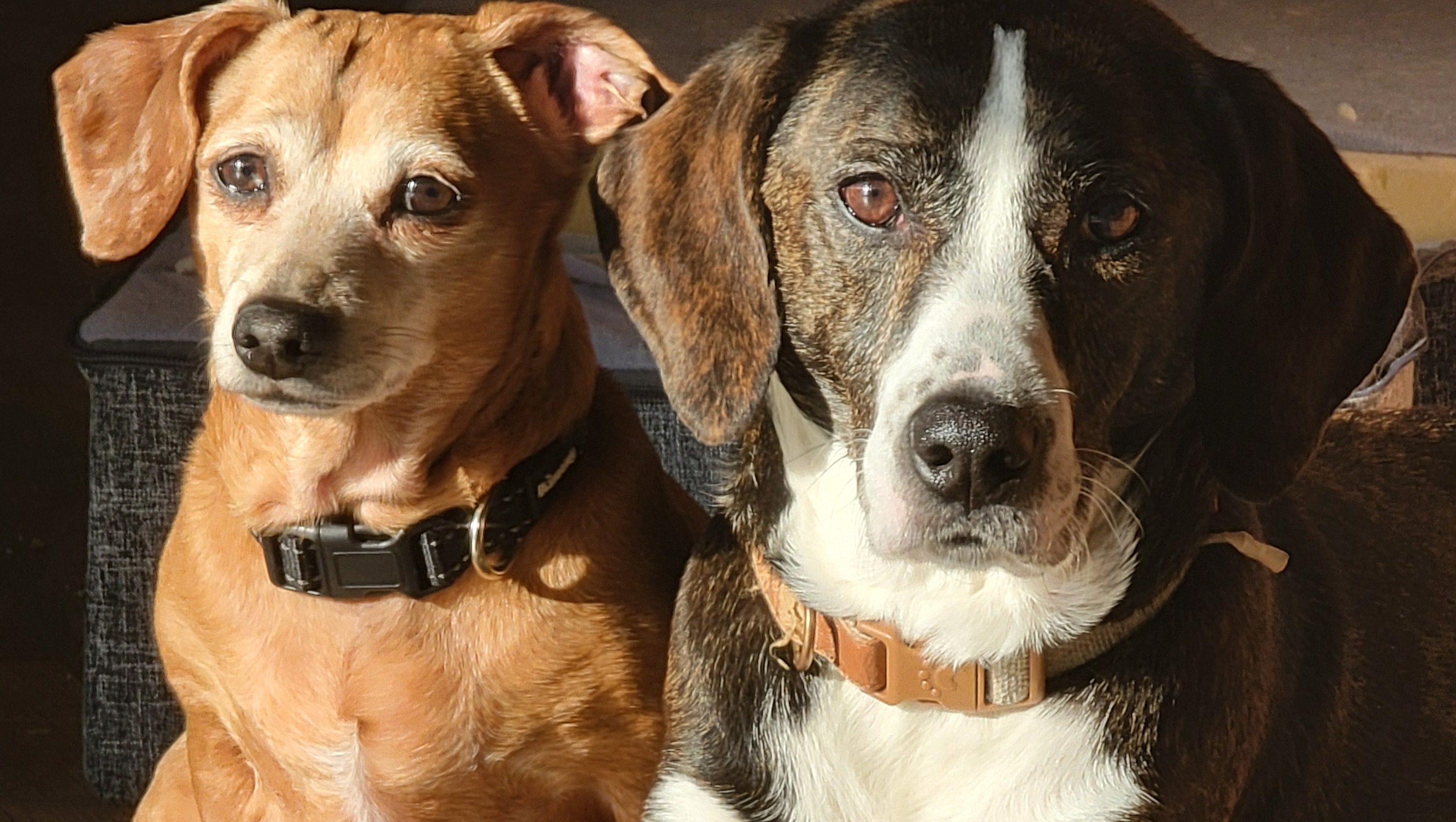 Fundraiser by Shyann Jordan : Help Save Our Baby from Liver Failure