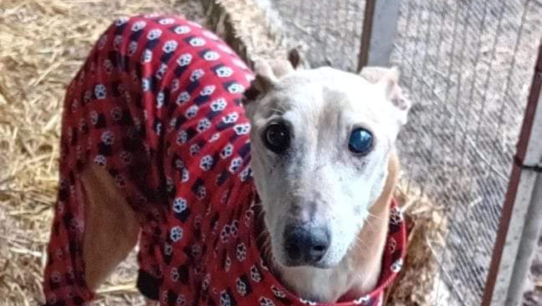 Fundraiser by Tara Lafferty : Please help with costs for rescue animals